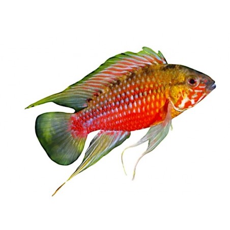 Apistogramma hongsloi poisson pour aquarium