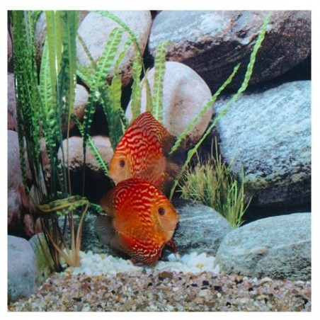Discus Pigeon blood red stendker - Miniaqua77