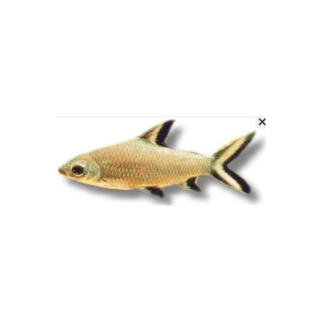 Balantiocheilus melanopterus poisson d'aquarium - Miniaqua77