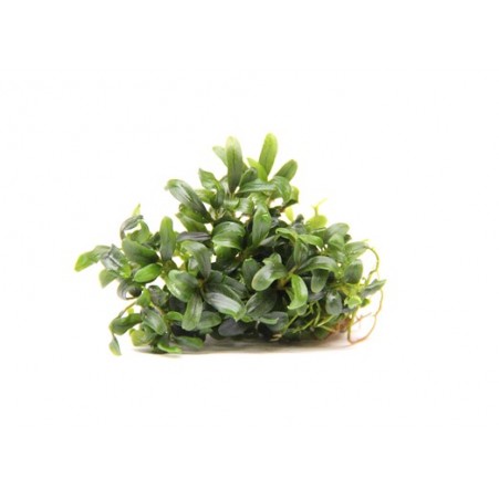 Bucephalandra Needle leaf In-Vitro plante pour aquarium