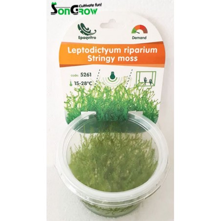 Stringy moss Aqua-Vitro plante mousse pour aquarium