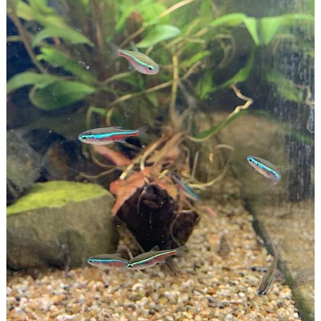 Paracheirodon simulans ou poisson néon bleu en aquarium