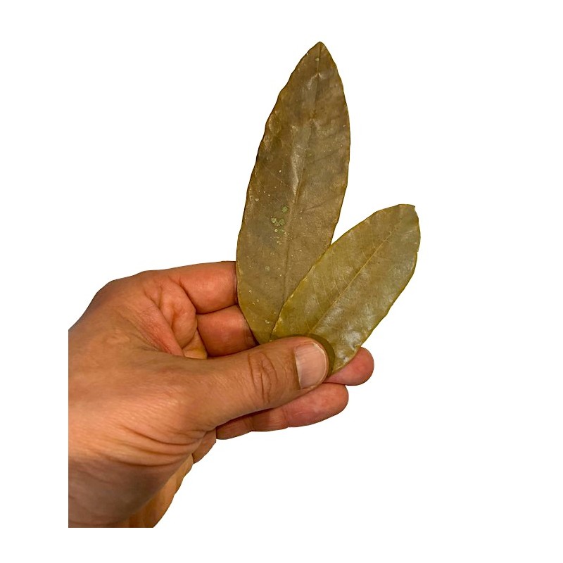 Feuilles de Longane pour aquarium lute contre les maladies