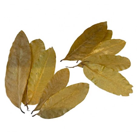 Feuilles de Longane pour aquarium lute contre les maladies