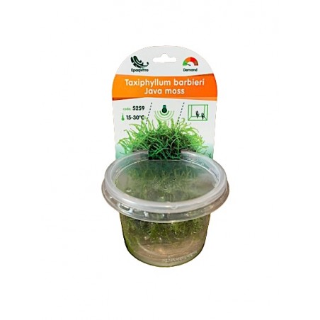Taxiphyllum barbieri in-vitro ou mousse de JAVA